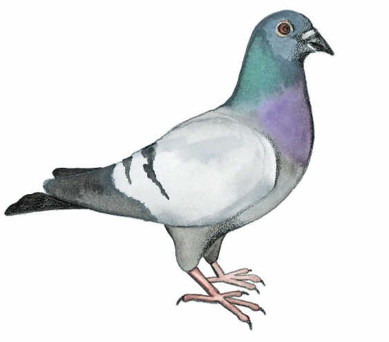 Tauben aus dem Lexikon | wissen.de