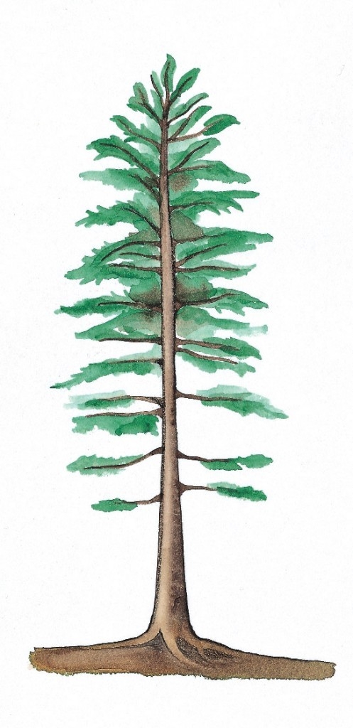 Tanne aus dem Lexikon | wissen.de