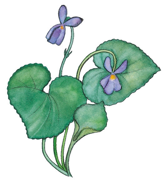 Veilchen aus dem Lexikon | wissen.de