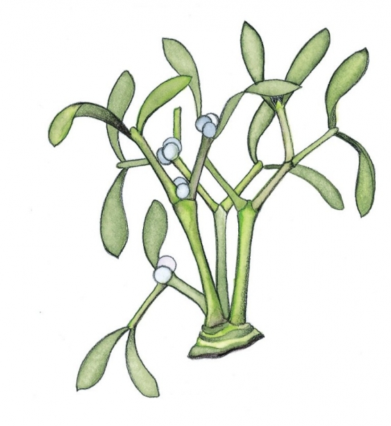 Mistel aus dem Lexikon | wissen.de