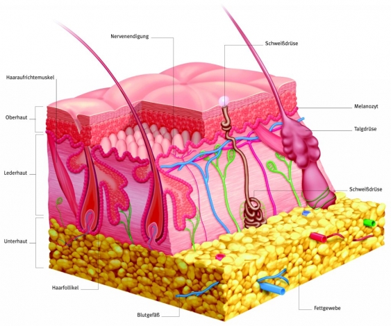Haut, aus dem Gesundheitslexikon | Gesundheit, Medizin und Heilkunde ...