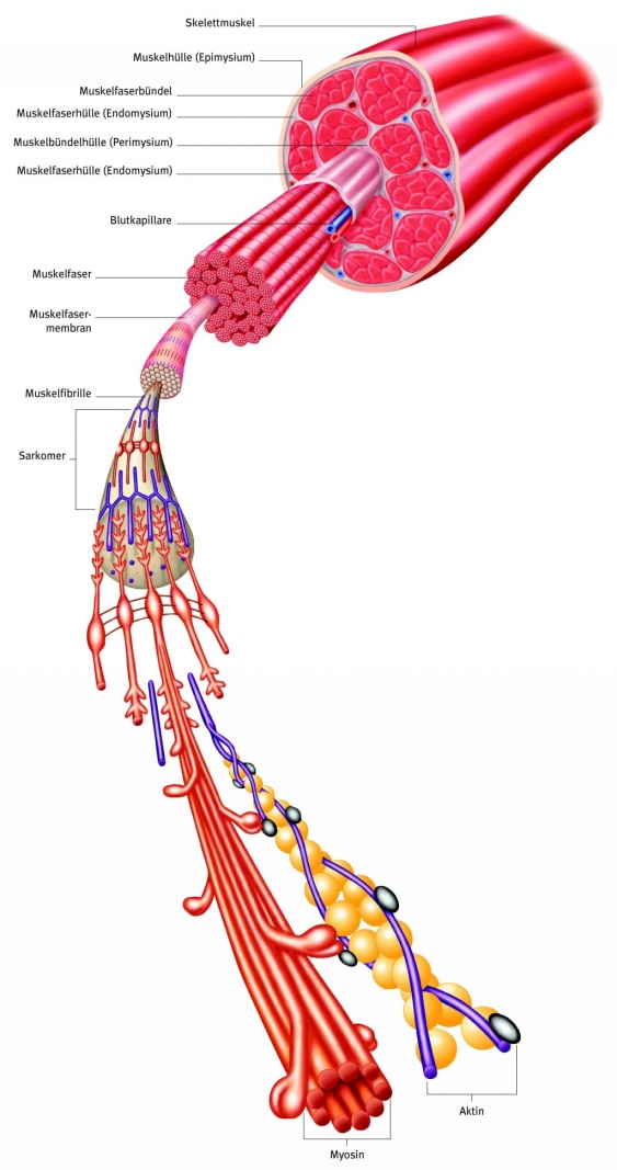 Muskelfaser, aus dem Gesundheitslexikon | Gesundheit, Medizin und ...