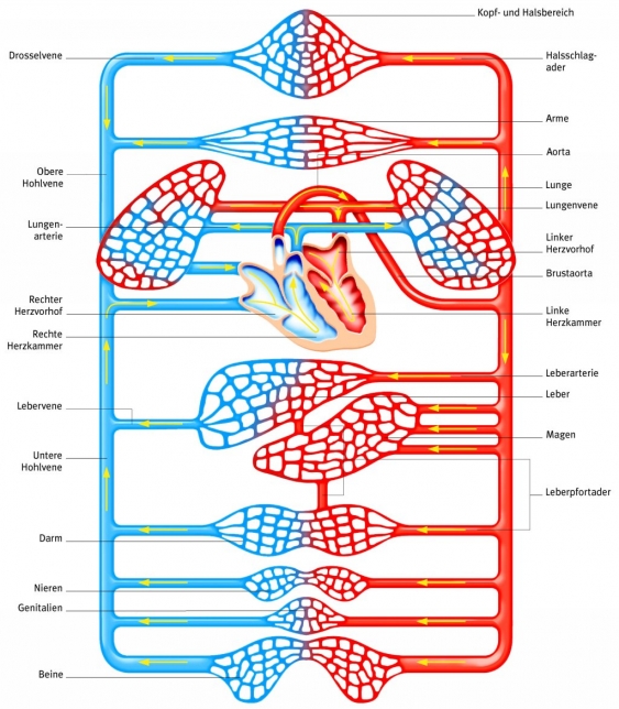 Kreislauf, Physiologie, aus dem Gesundheitslexikon | Gesundheit ...