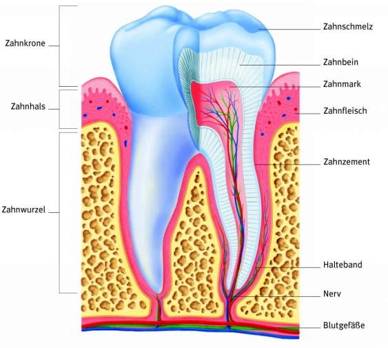Zahn, aus dem Gesundheitslexikon | Gesundheit, Medizin und Heilkunde ...