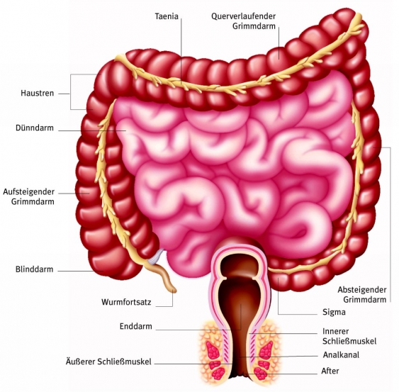Colon, aus dem Gesundheitslexikon | Gesundheit, Medizin und Heilkunde ...
