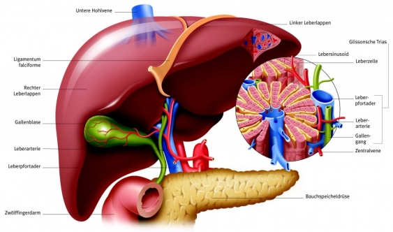 Leberläppchen, aus dem Gesundheitslexikon | Gesundheit, Medizin und ...