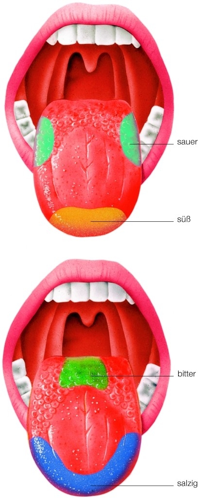 Geschmack aus dem Lexikon | wissen.de