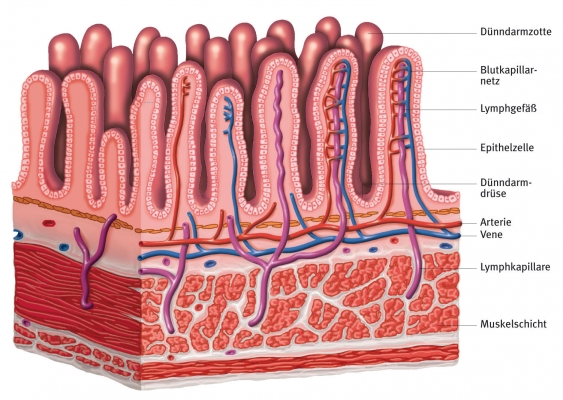 Dünndarm, aus dem Gesundheitslexikon | Gesundheit, Medizin und ...