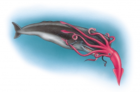 Pottwale aus dem Lexikon | wissen.de