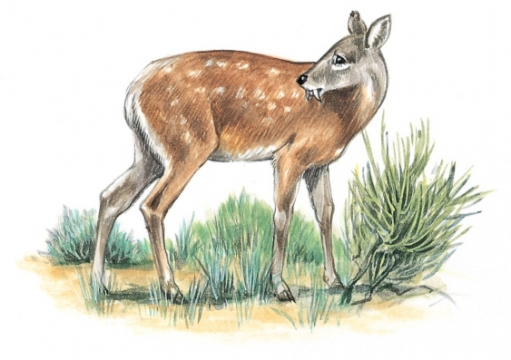 Moschustiere aus dem Lexikon | wissen.de