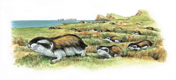 Lemminge aus dem Lexikon | wissen.de