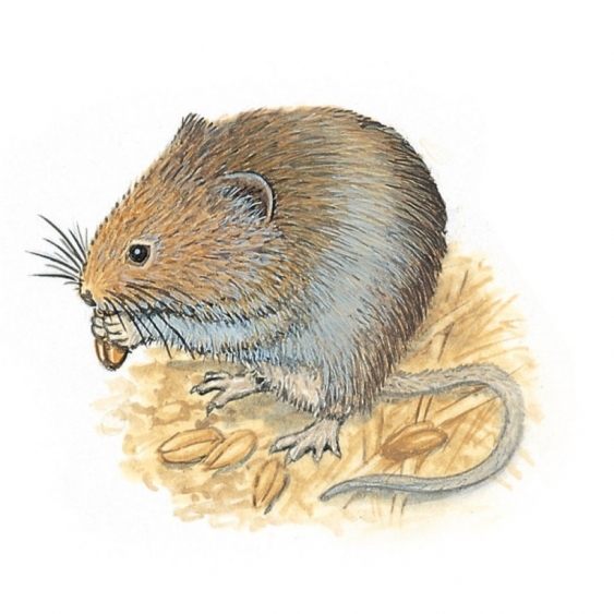 Feldmaus aus dem Lexikon | wissen.de