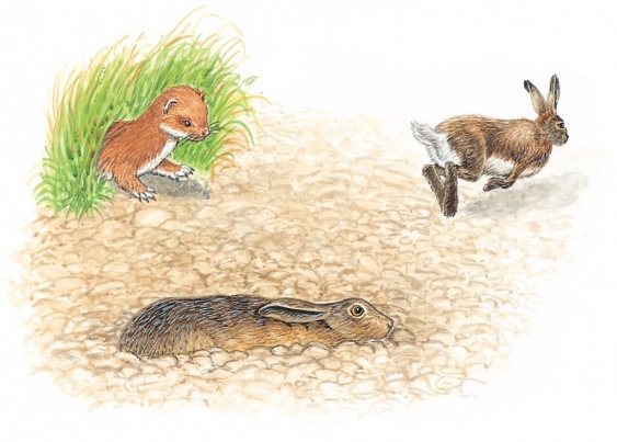 Hasenartige aus dem Lexikon | wissen.de