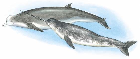 Narwal aus dem Lexikon | wissen.de