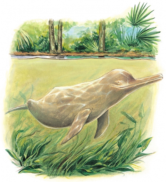 Delphine aus dem Lexikon | wissen.de