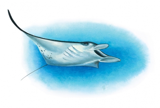 Teufelsrochen aus dem Lexikon | wissen.de