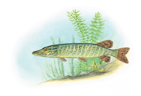 Hecht aus dem Lexikon | wissen.de