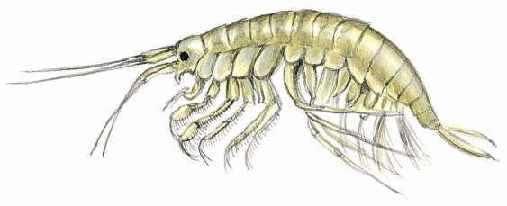 Flohkrebse aus dem Lexikon | wissen.de