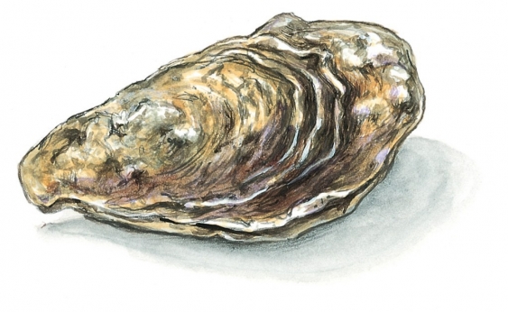 Austern aus dem Lexikon | wissen.de