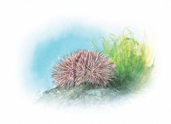 Seeigel aus dem Lexikon | wissen.de