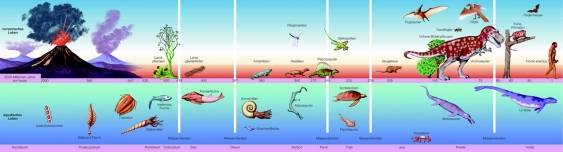 Evolution aus dem Lexikon | wissen.de