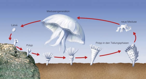 Quallen aus dem Lexikon | wissen.de