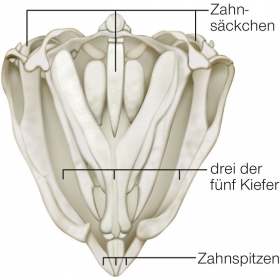 Seeigel aus dem Lexikon | wissen.de