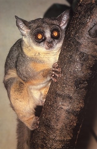 Galagos aus dem Lexikon | wissen.de