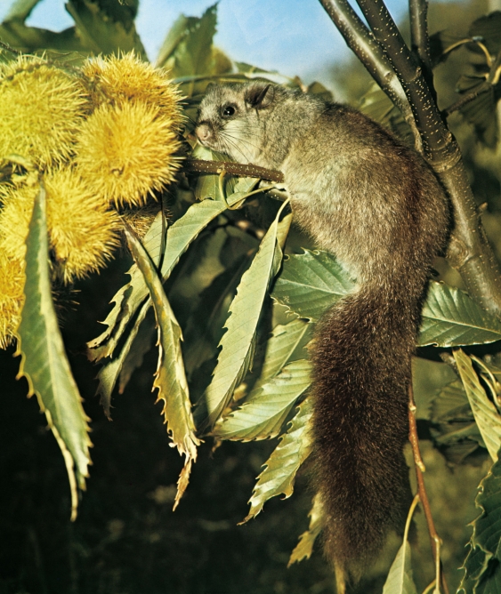 Bilche aus dem Lexikon | wissen.de