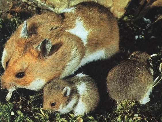Hamster aus dem Lexikon | wissen.de