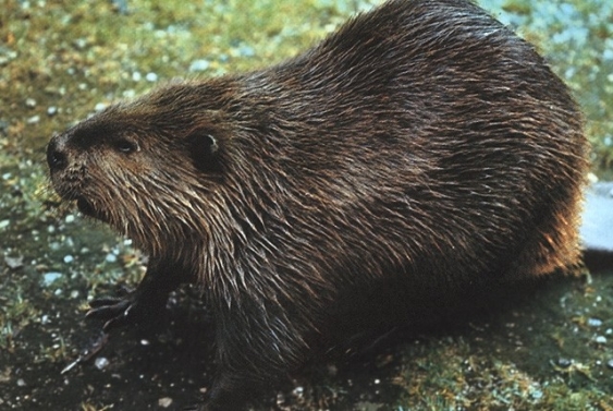 Biber (Zoologie) aus dem Lexikon | wissen.de