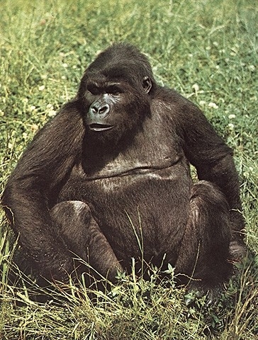 Affen aus dem Lexikon | wissen.de