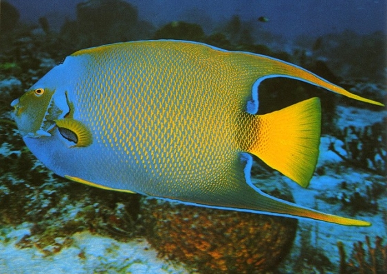 Kaiserfische aus dem Lexikon | wissen.de