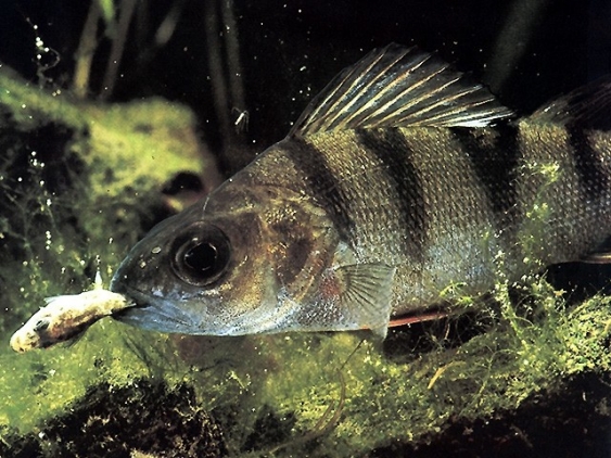 Barsch aus dem Lexikon | wissen.de