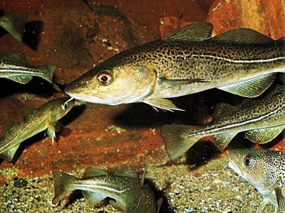 Kabeljau aus dem Lexikon | wissen.de