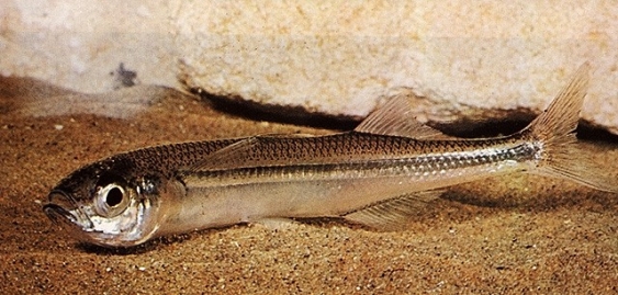 Ährenfische aus dem Lexikon | wissen.de