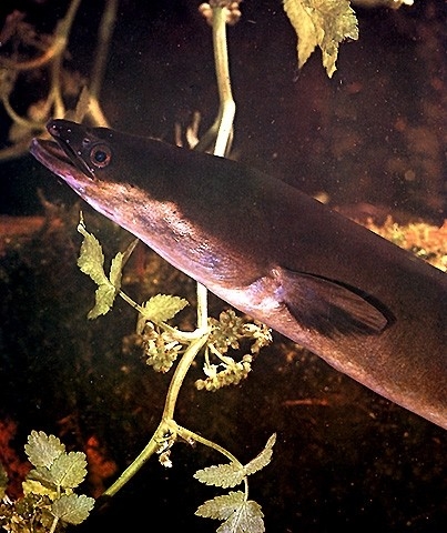 Aale aus dem Lexikon | wissen.de