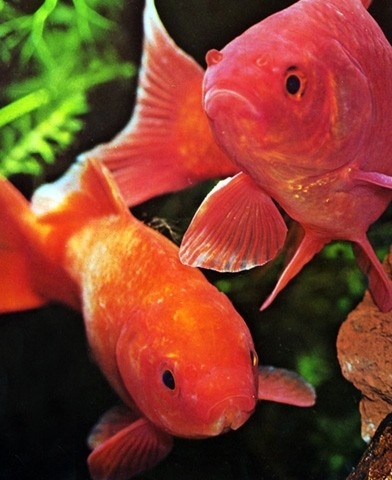 Goldfisch aus dem Lexikon | wissen.de