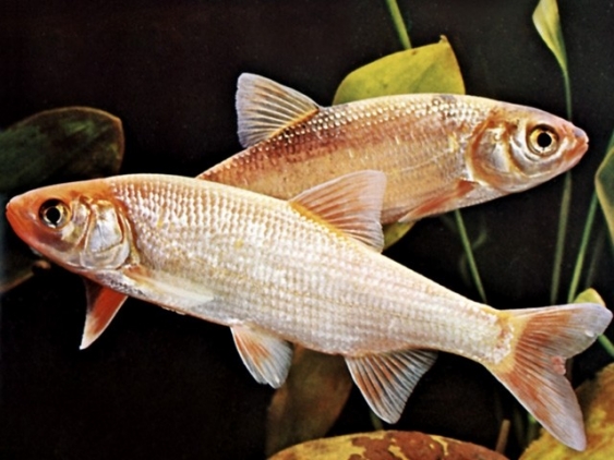 Weißfische aus dem Lexikon | wissen.de