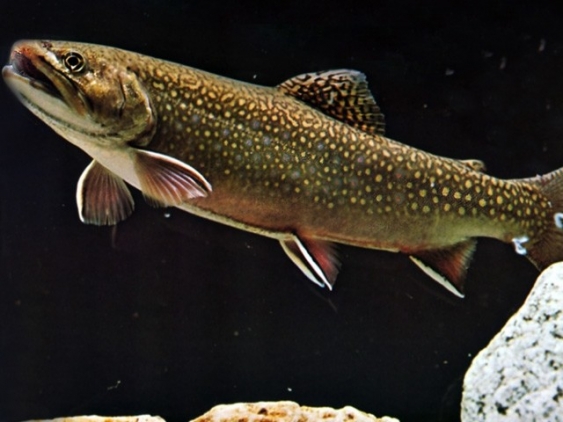 Saiblinge aus dem Lexikon | wissen.de