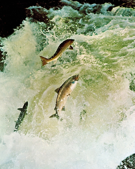 Lachse aus dem Lexikon | wissen.de