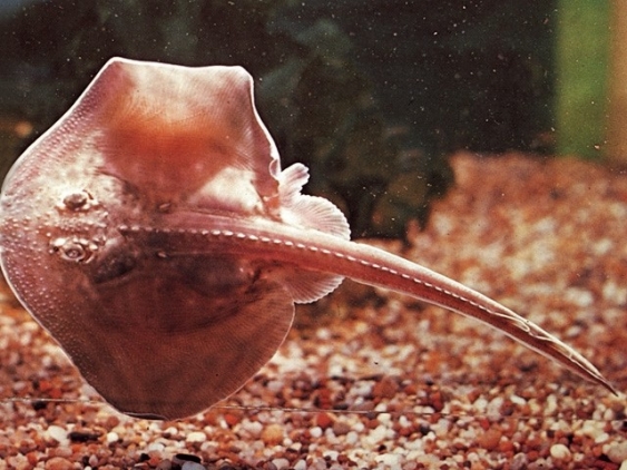 Glattrochen aus dem Lexikon | wissen.de