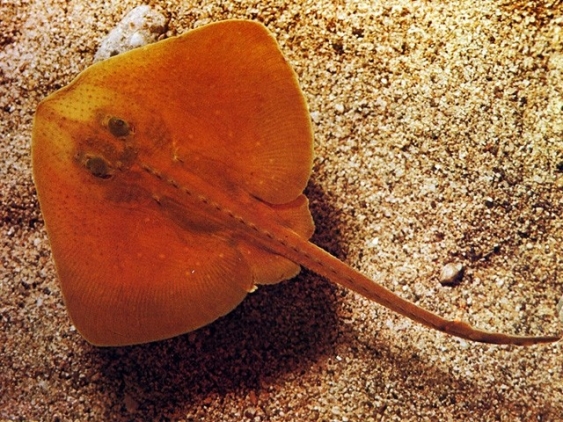 Rochen aus dem Lexikon | wissen.de