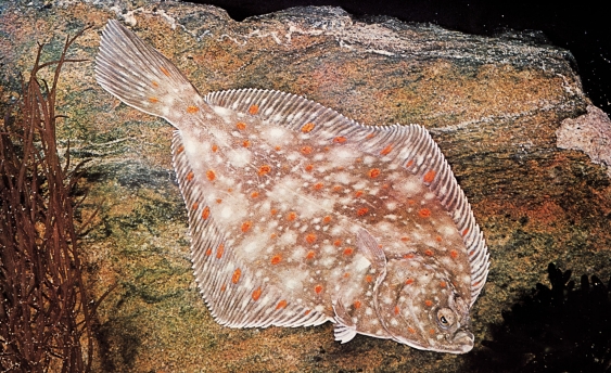 Plattfische aus dem Lexikon | wissen.de