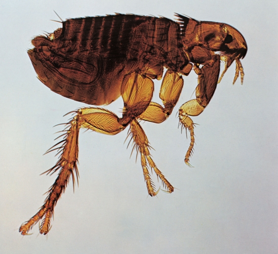 Flöhe aus dem Lexikon | wissen.de