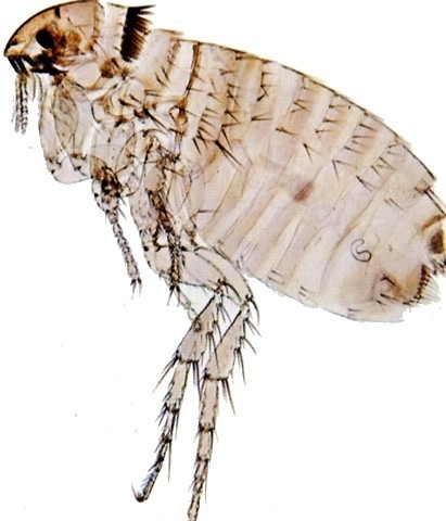 Flöhe aus dem Lexikon | wissen.de