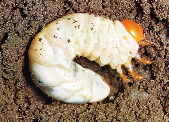 Engerling aus dem Lexikon | wissen.de