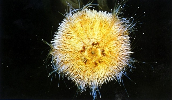 Seeigel aus dem Lexikon | wissen.de