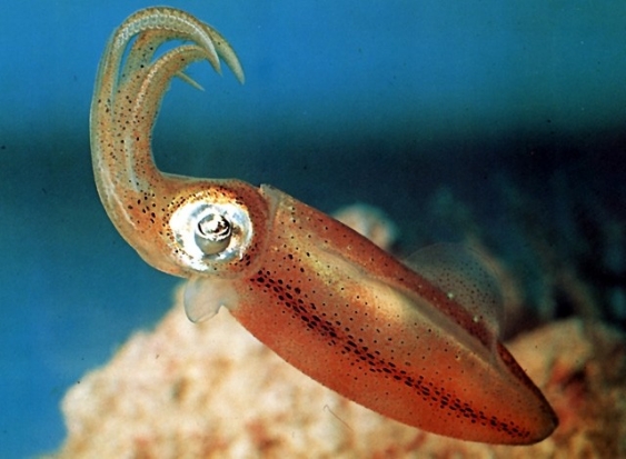 Kalmare aus dem Lexikon | wissen.de