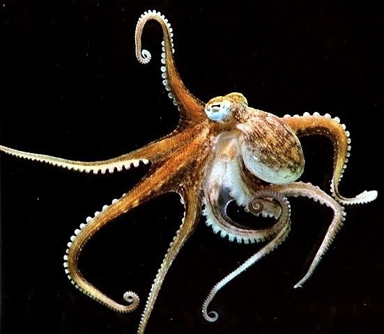 Polypen (Biologie) aus dem Lexikon | wissen.de